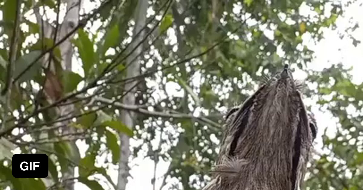 During the day, the potoo bird (Nyctibius griseus) perches motionless ...