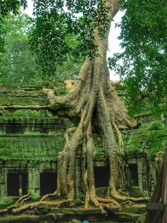 Tree with big roots on the wall of Ta Phrom temple, built by the Khmer ...
