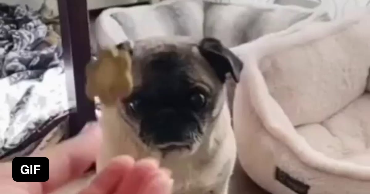 The grace of wolves..... - 9GAG