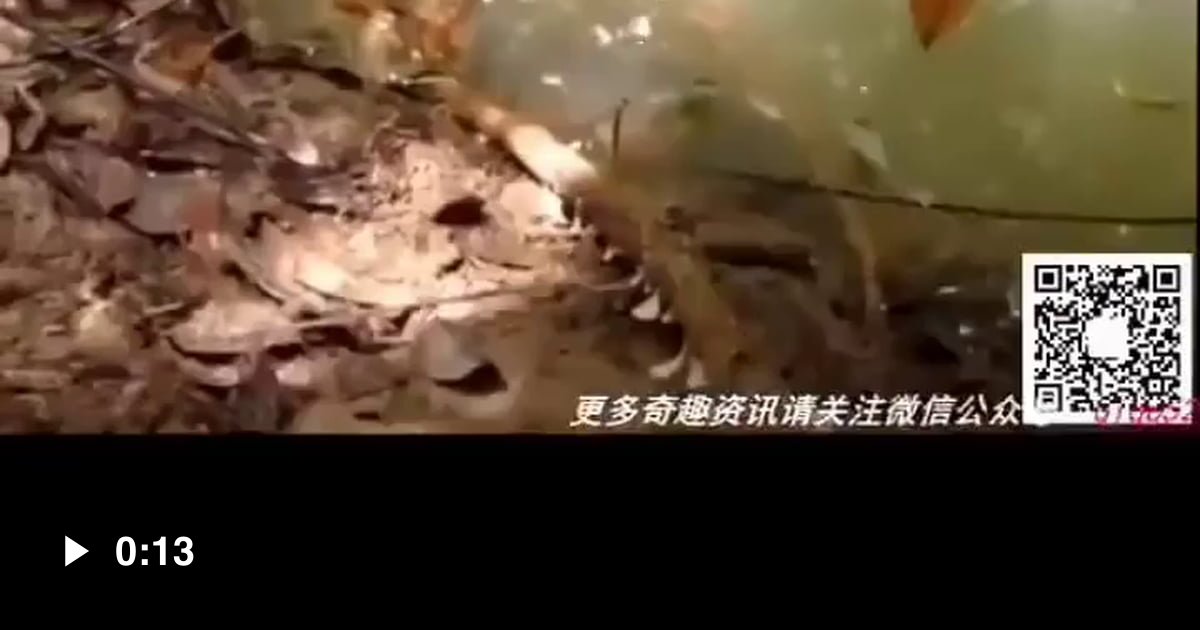 It's perfectly fine to tap a pissed off python - 9GAG