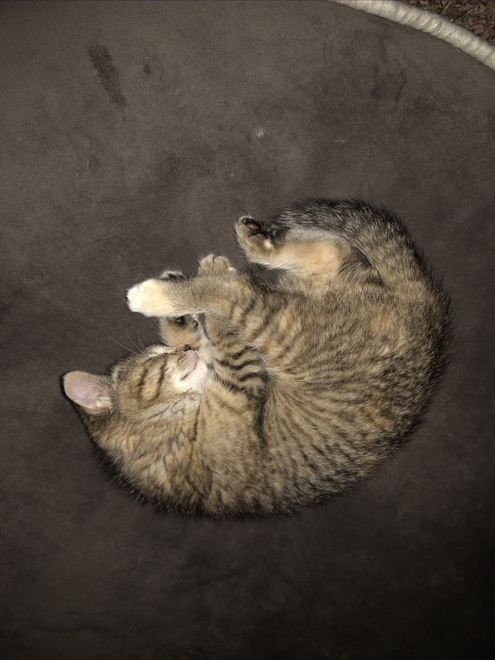So curled up and sleepy! - 9GAG