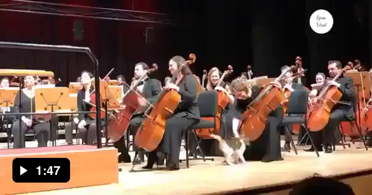 Cat gets first class seats..also guess the country - 9GAG