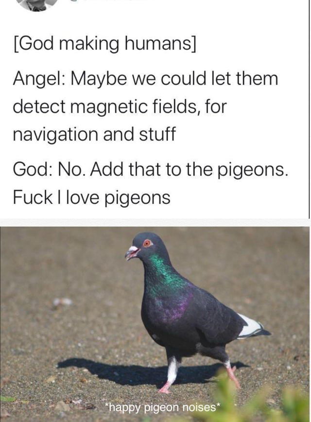 Pigeons - 9GAG