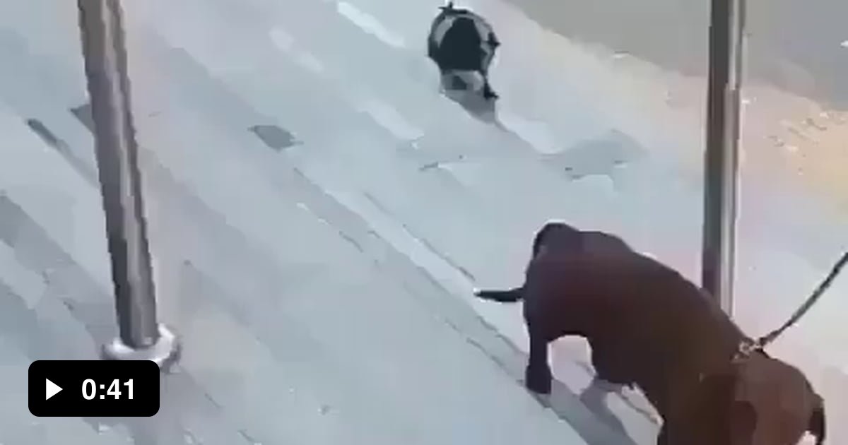 Snap the tail - 9GAG