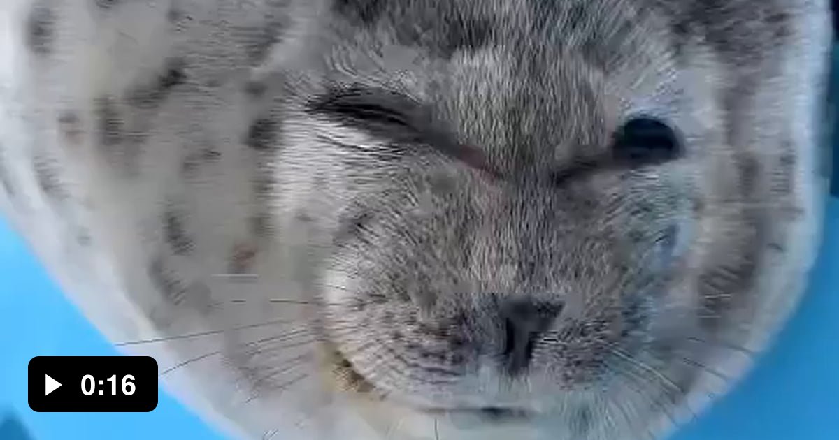 Happy sea doggo - 9GAG