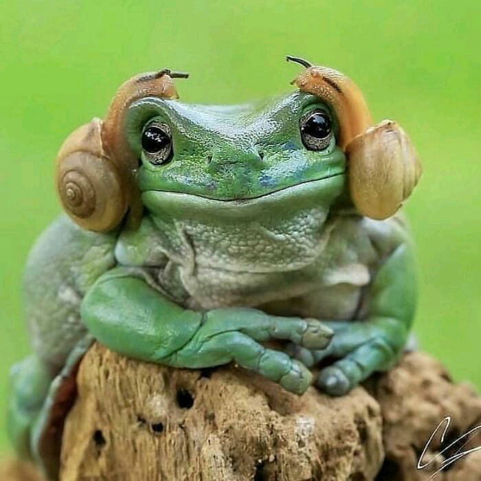 Toad-ay is Wednesday my dudes - 9GAG