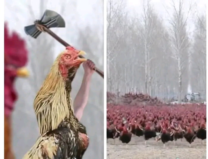 No more using chicken as food (chicken vs human) - 9GAG
