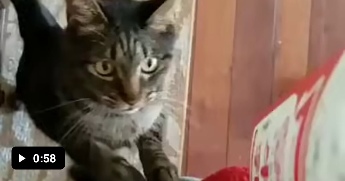 Alien: What is a cat? Human: Watch this... - 9GAG