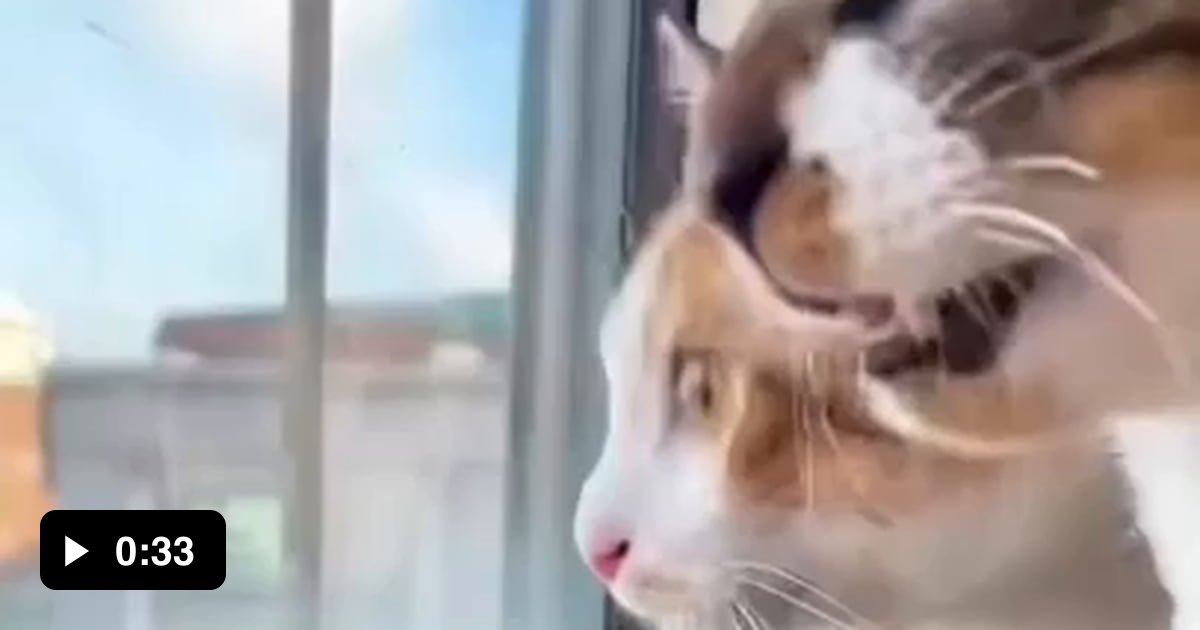 The real conversation between two cats - 9GAG