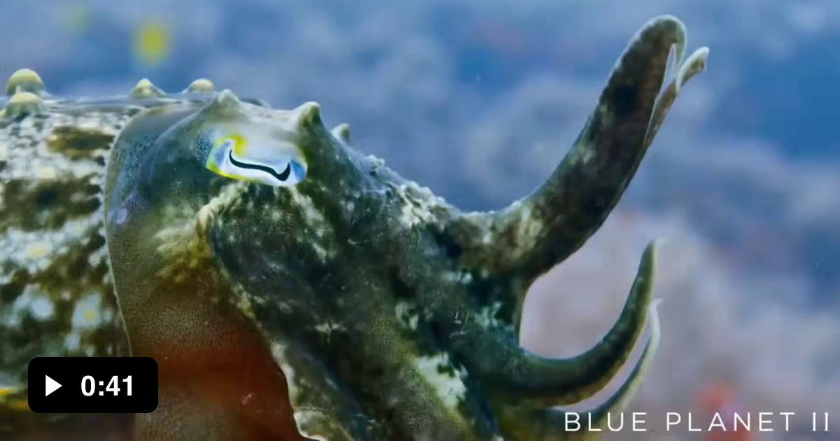 A Cuttlefish hypnotizing its prey by rapidly changing colors. - 9GAG