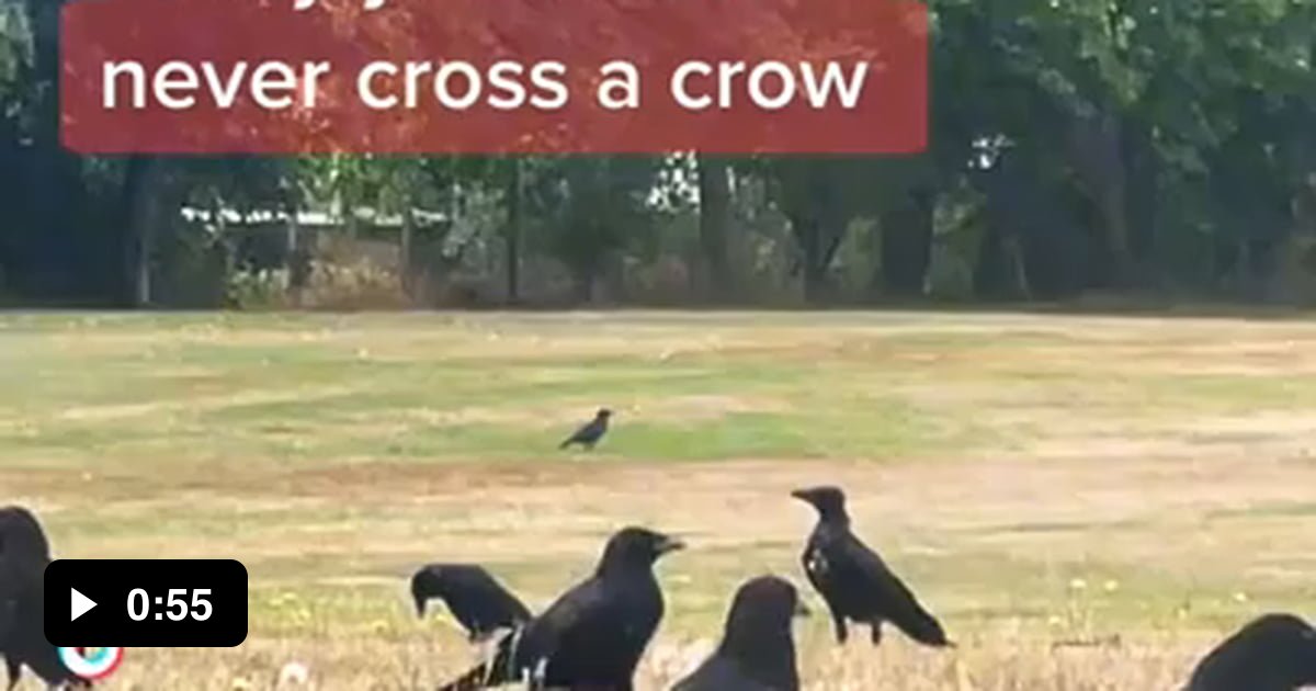 Never cross a crow - 9GAG