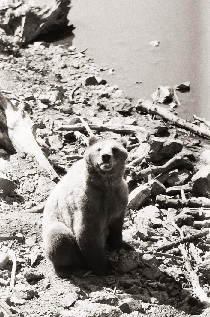 Derpy bear in Alaska on 35mm - 9GAG