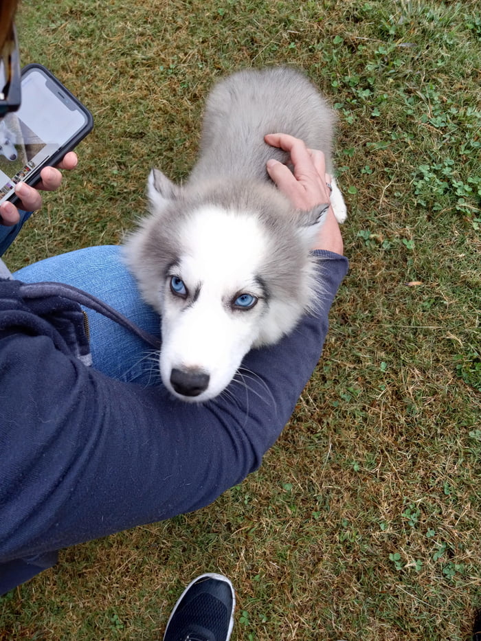 Floofy smol pup! - 9GAG