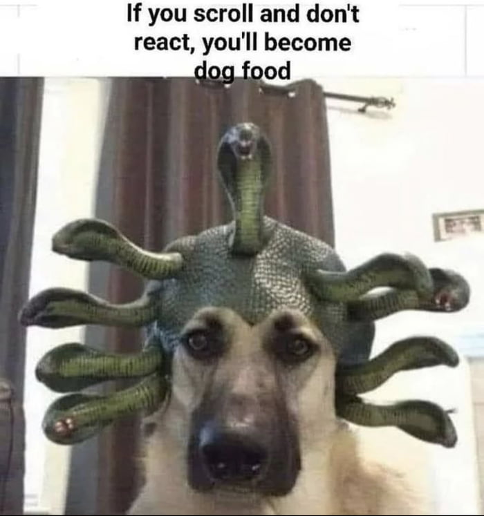 Spawn Immunity Dog immediately - 9GAG