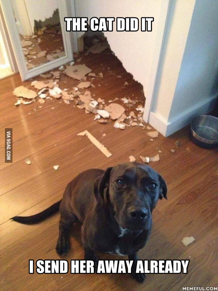 The cat... - 9GAG