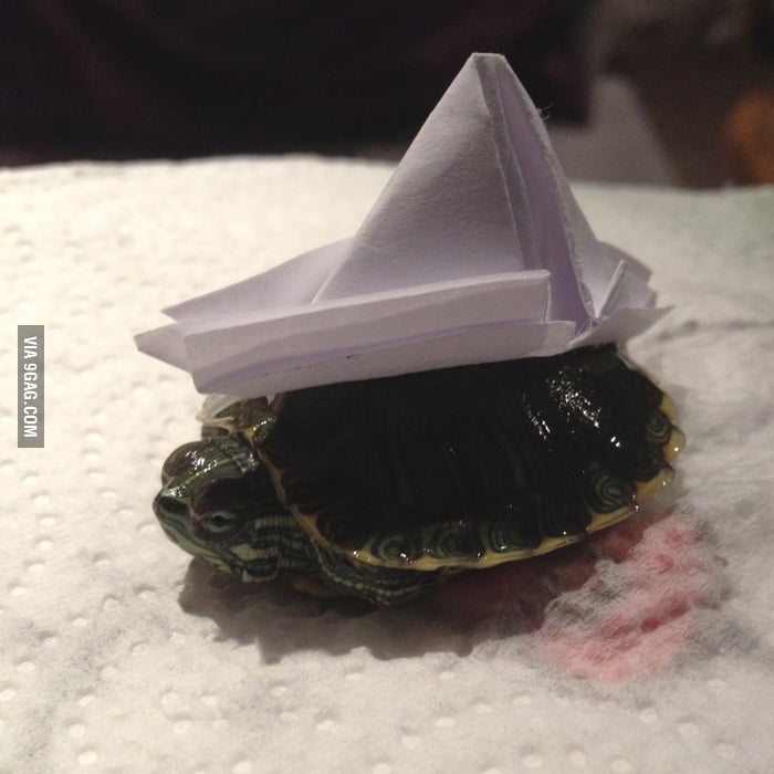 Made a paper hat for my turtle - 9GAG
