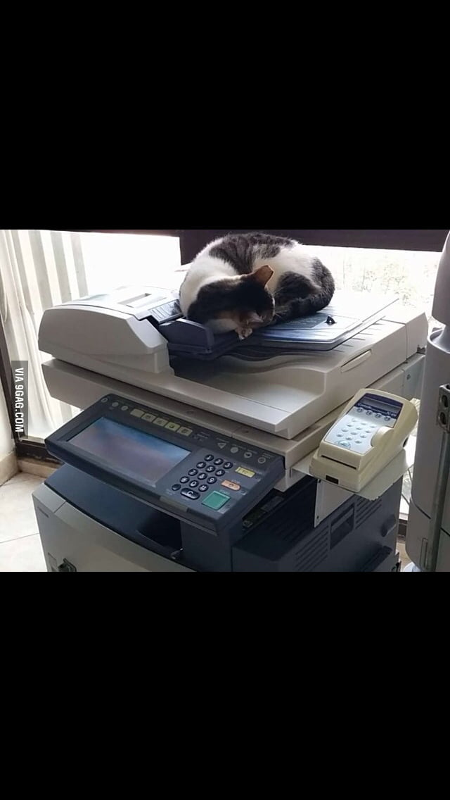 Try something original, damn copycat! - 9GAG