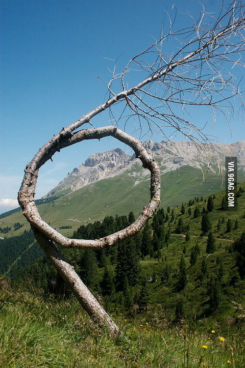 Twisted Tree - 9GAG