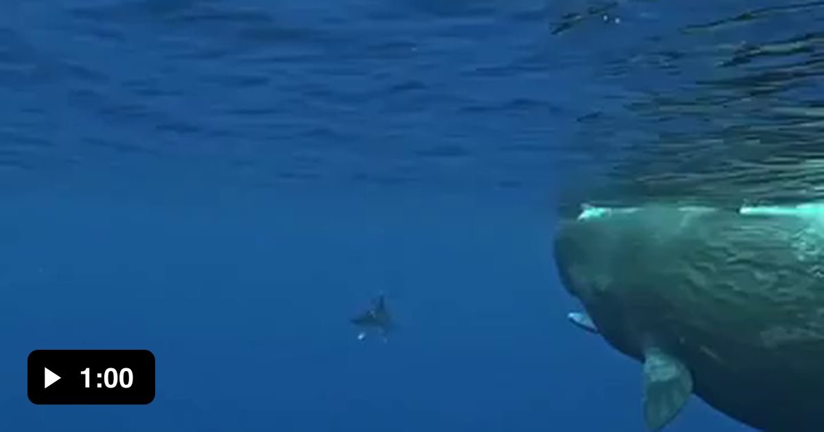 Two giant sperm whales protect diver from terrifying shark - 9GAG