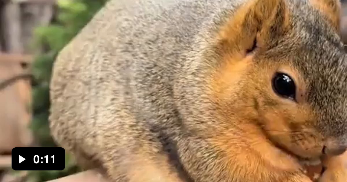 Of a squirrel - 9GAG