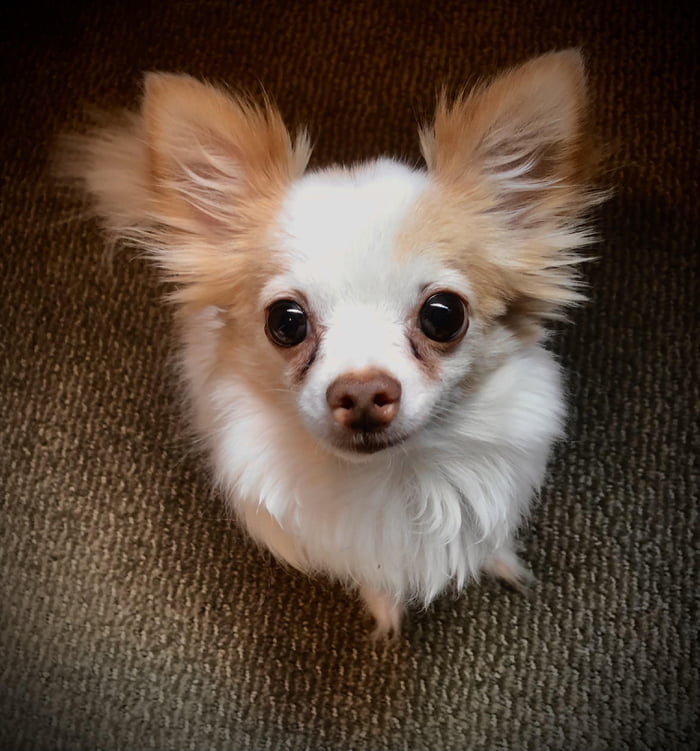 All good dogs go to heaven. - 9GAG