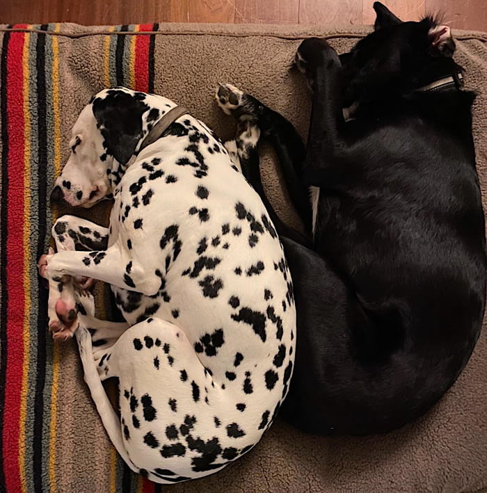 Pals for life 🥹 - 9GAG