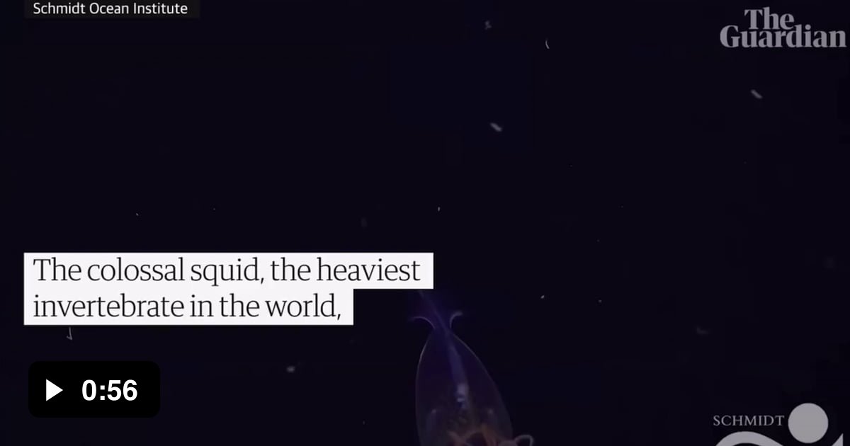 First Video of a Colossal Squid in the Wild - 9GAG
