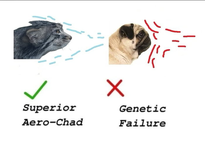 The ultimate showdown: aerodynamic cat vs perplexed pug - 9GAG