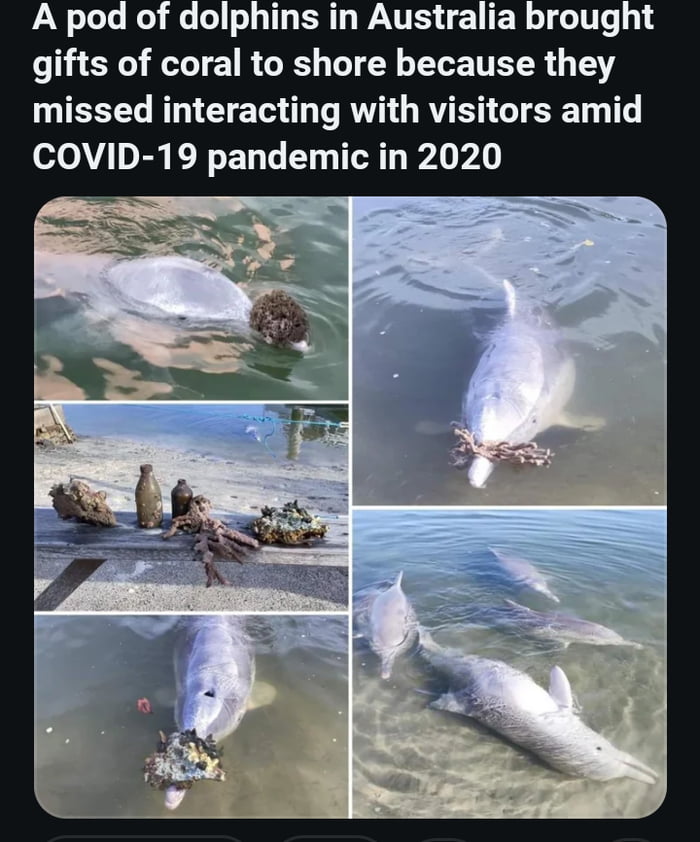 Nahhh, I think these dolphins are high off some good puffer fish sh*t, WTF DOLPHINS - 9GAG