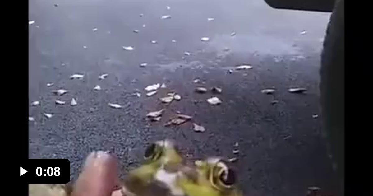 I got him my Dudes. The legendary Wednesday-Frog. - 9GAG