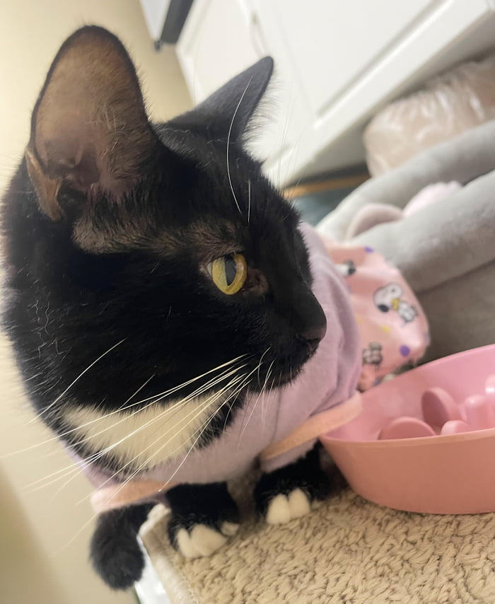 Kitty and her best friend - 9GAG