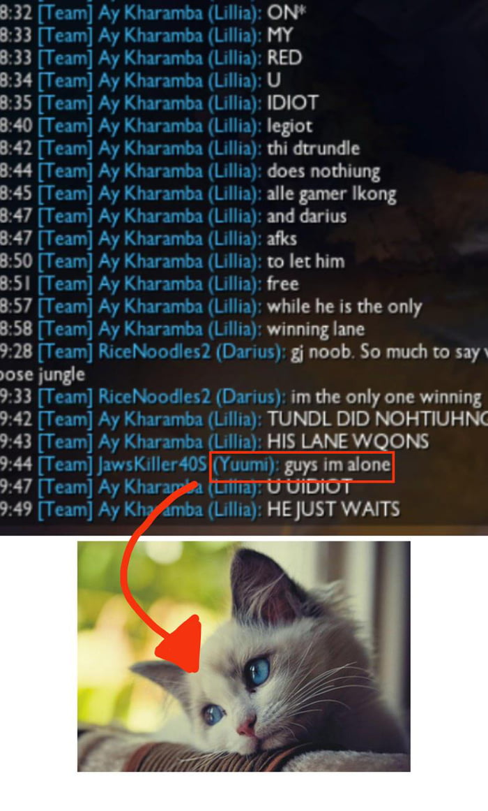 Oh noo poor cat ! - 9GAG