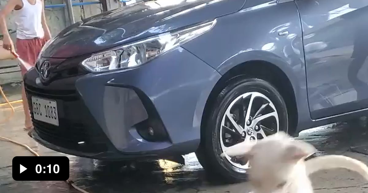 Doggo and rooster playtime.. - 9GAG