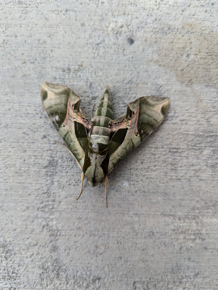 Just a cool looking moth @ work - 9GAG