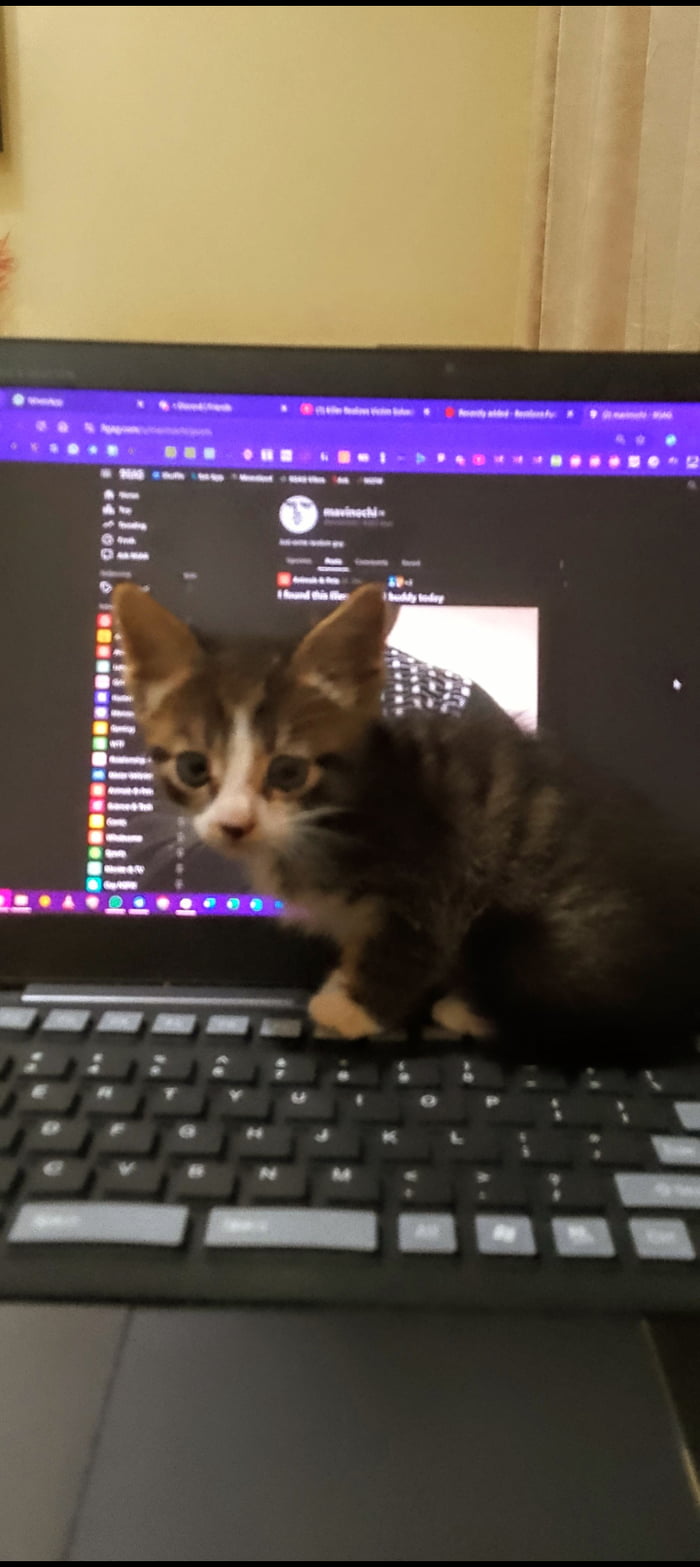 The new smol buddy likes 9gag. He could be ratist too. - 9GAG
