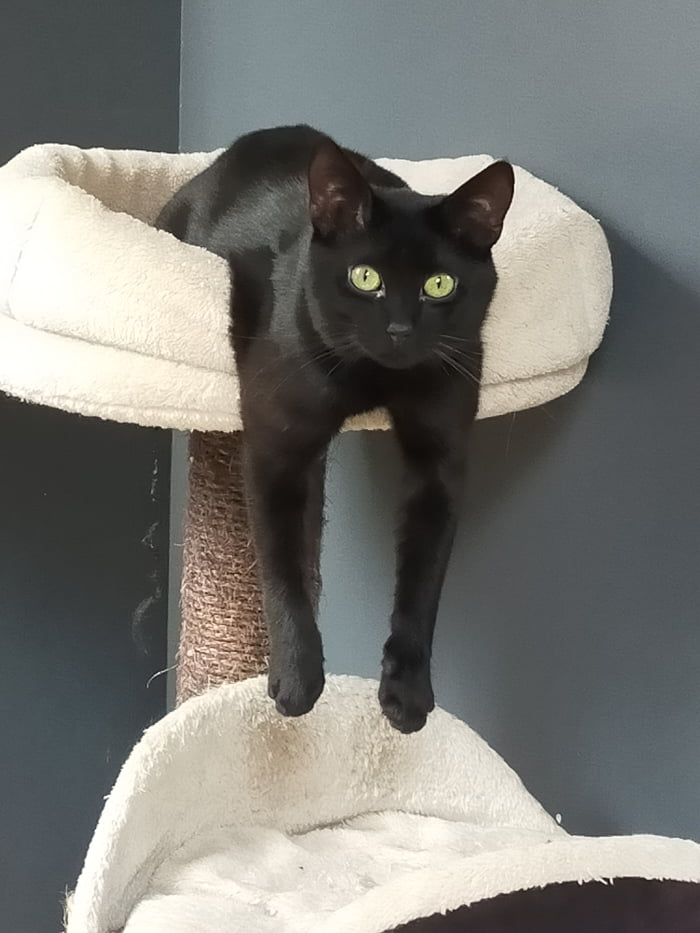 So we post cats now ? Here's Minou ! - 9GAG
