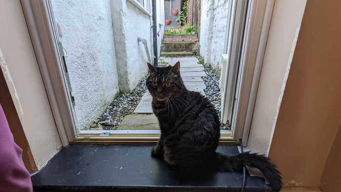 Random cat appeared at my house and keeps coming back everyday for the ...