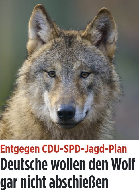 Exakt. Und da die das jetzt erkannt haben, wird der Wolf sicherlich ...