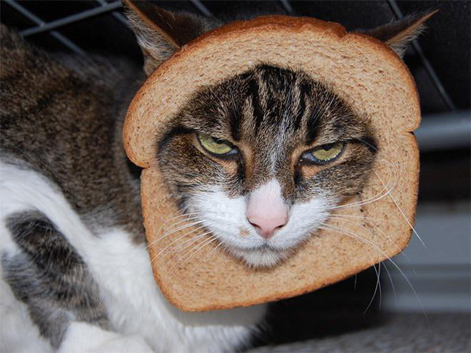 Cat breading from 2011. Fellow field marshals member - 9GAG