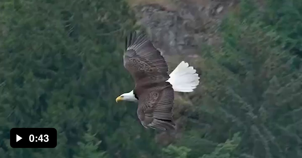 Eagle's Majestic Catch - 9GAG