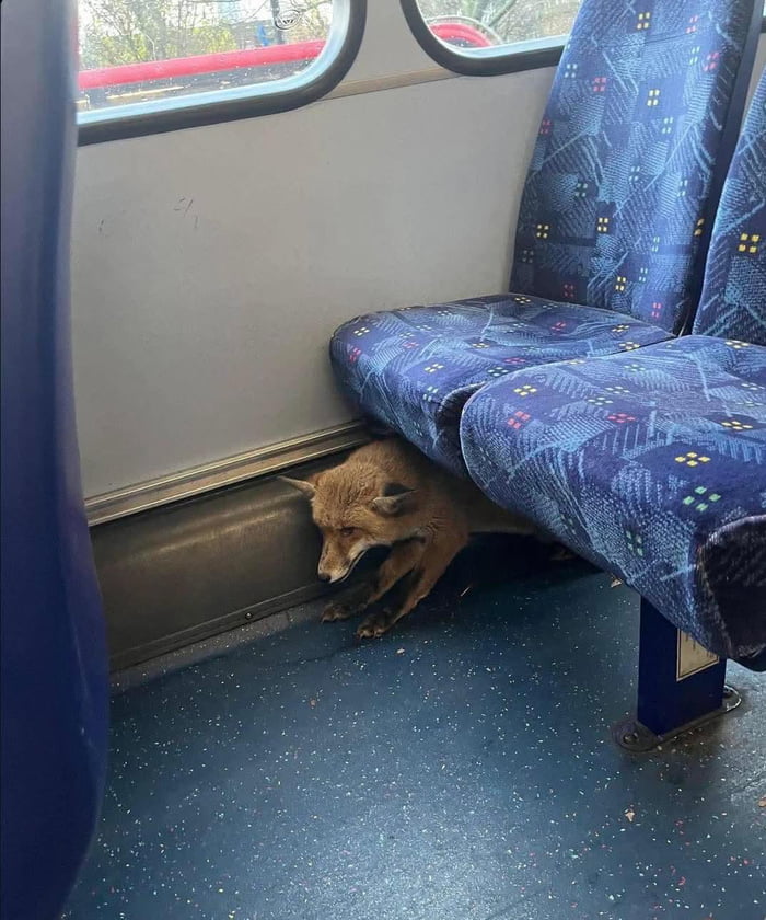 Regular customer in tram - 9GAG