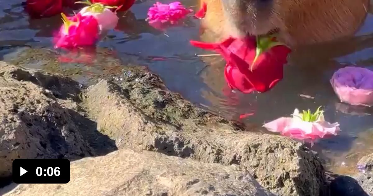 Capybaras In An Outdoor Rose Bath! - 9GAG