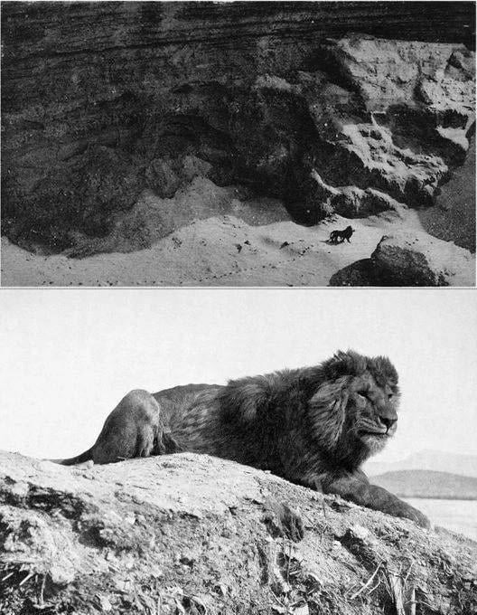The last photograph of a Barbary lion taken in 1924. The last recorded ...