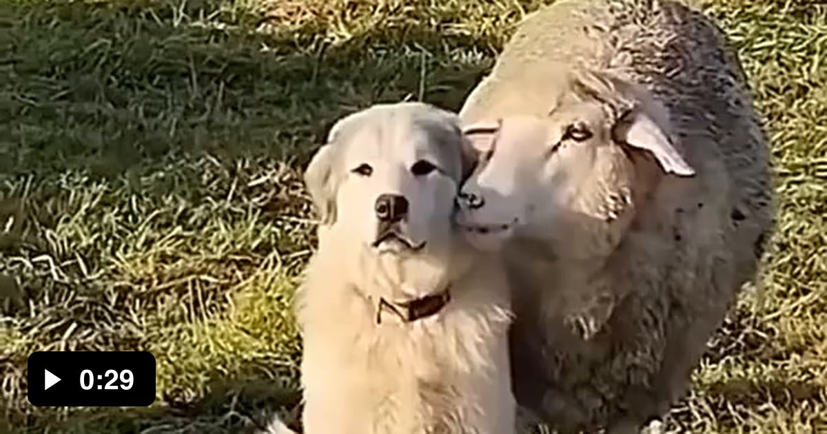 What are you doing step sheep? Stop it... - 9GAG