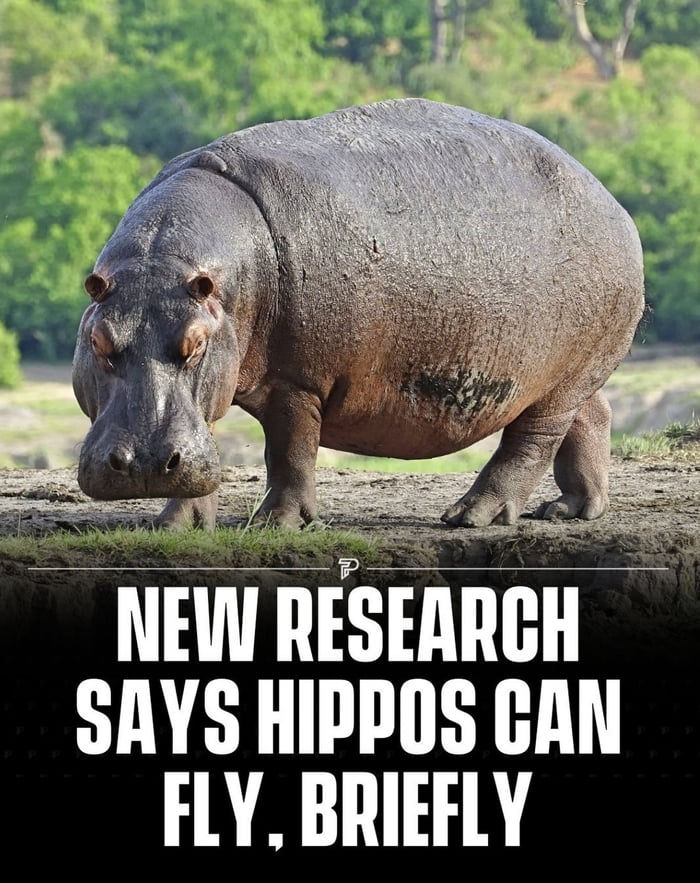 I believes he can fly - 9GAG