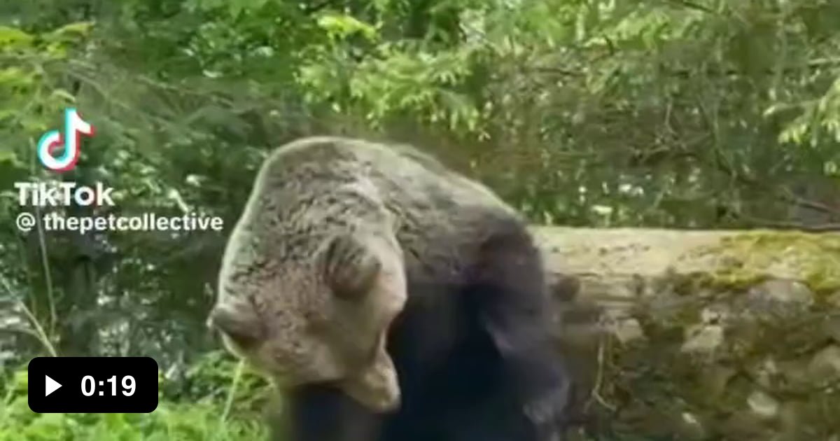 Come on Bear.. Push it.. Push it Real Good ! - 9GAG