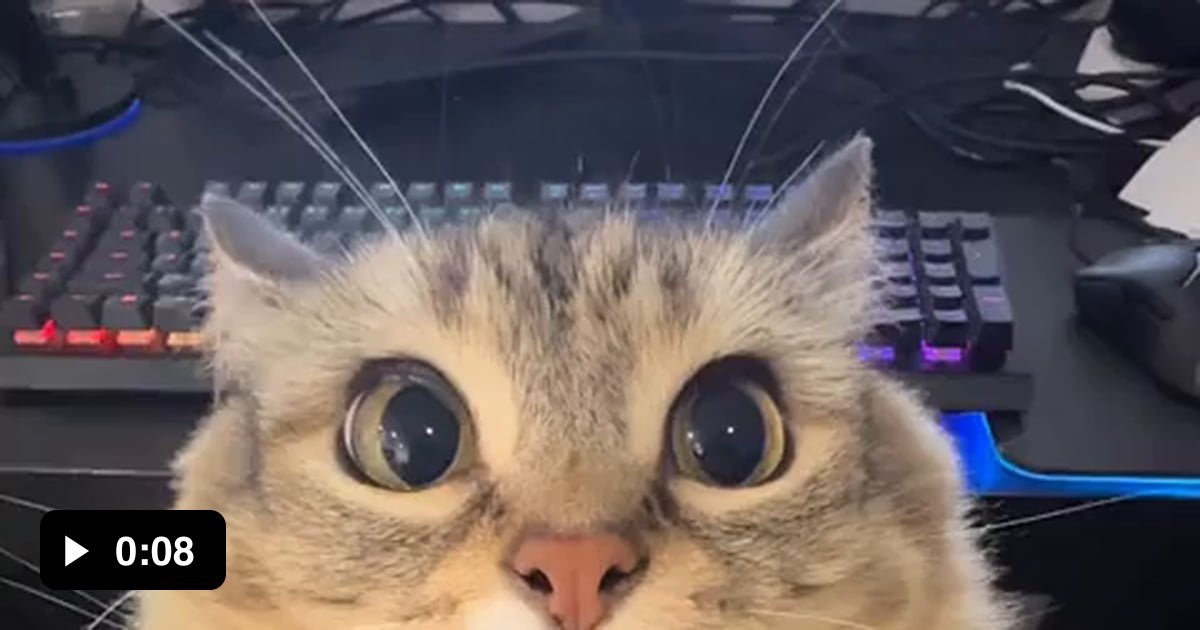 Time control. It's time to pet me. - 9GAG