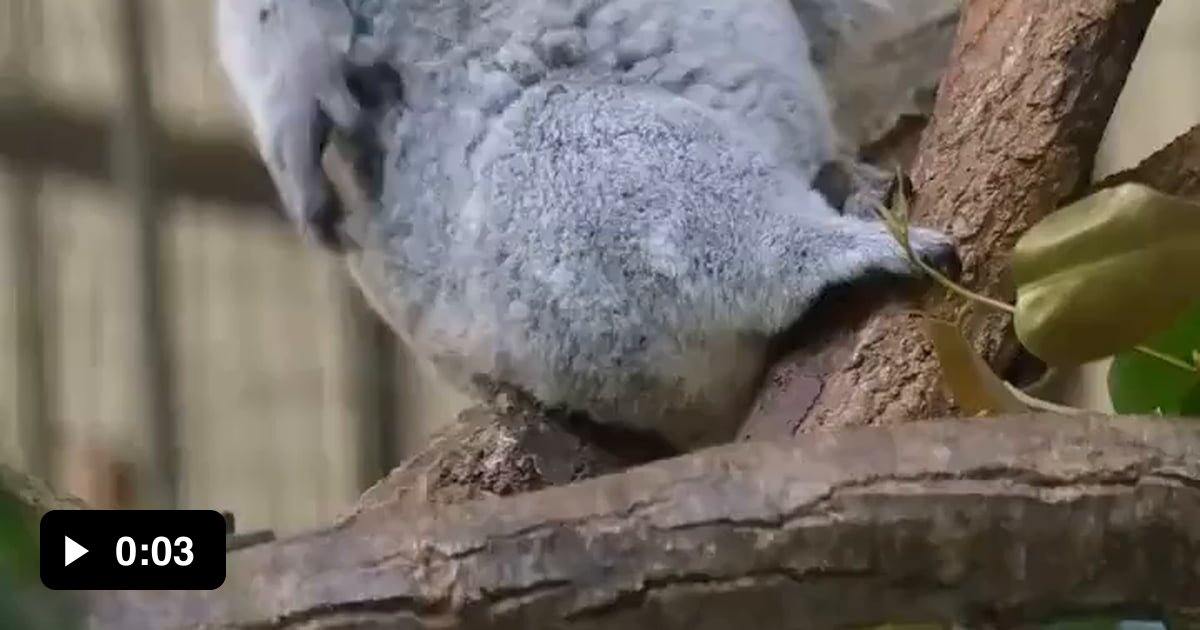 Koalas are too cute - 9GAG