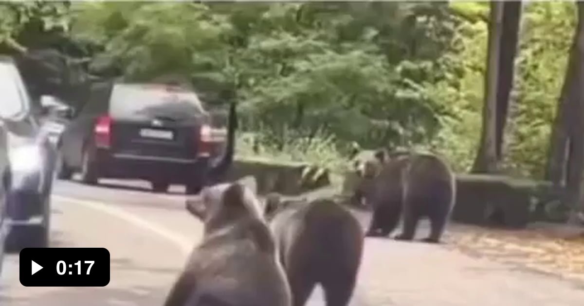 This is why we bare bears - 9GAG