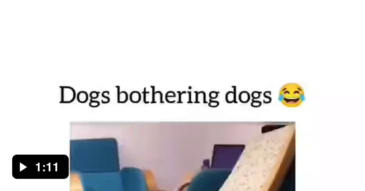 2 dogs are always better than 1 dog - 9GAG